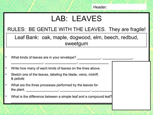 Plants2 plant parts leaves; photosynthesis, stomata respiration ...