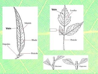 Plants2 plant parts leaves; photosynthesis, stomata respiration ...