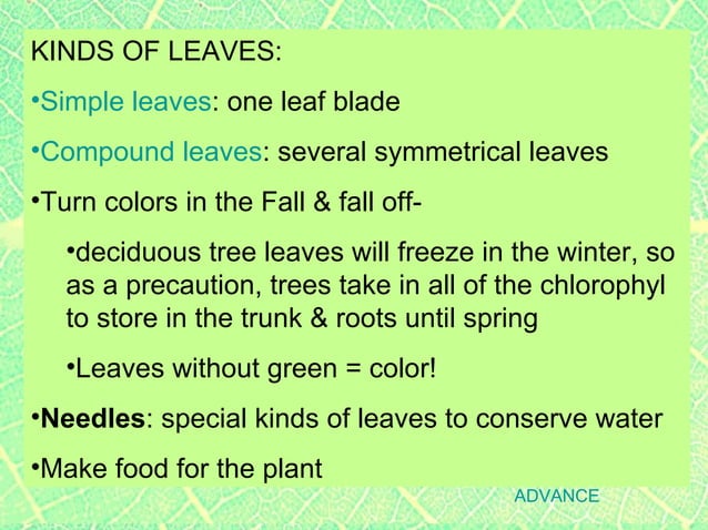 Plants2 plant parts leaves; photosynthesis, stomata respiration ...