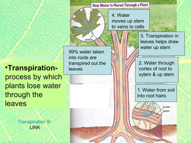 Plants2 plant parts leaves; photosynthesis, stomata respiration ...