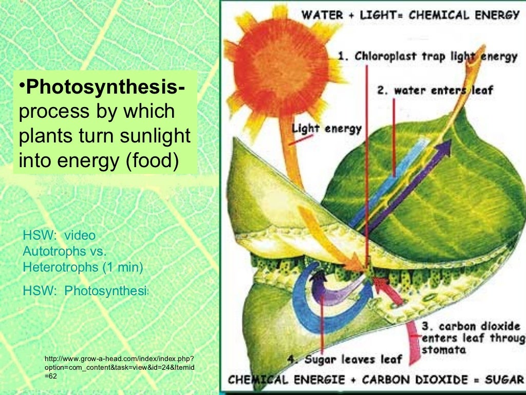 Plants2 plant parts leaves; photosynthesis, stomata respiration & tra…