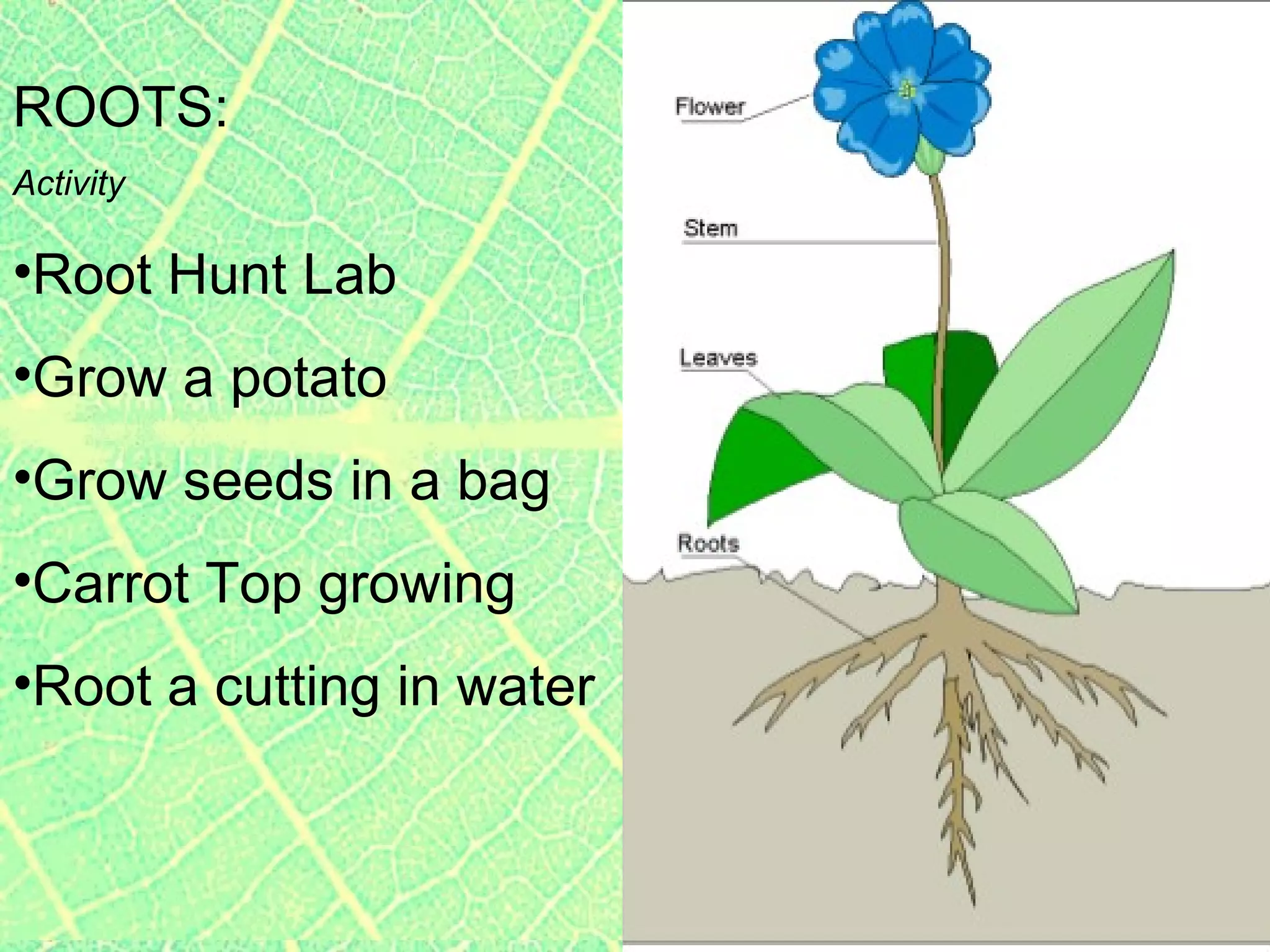 Plants2 plant parts roots & stems, specialized roots, tropisms ...