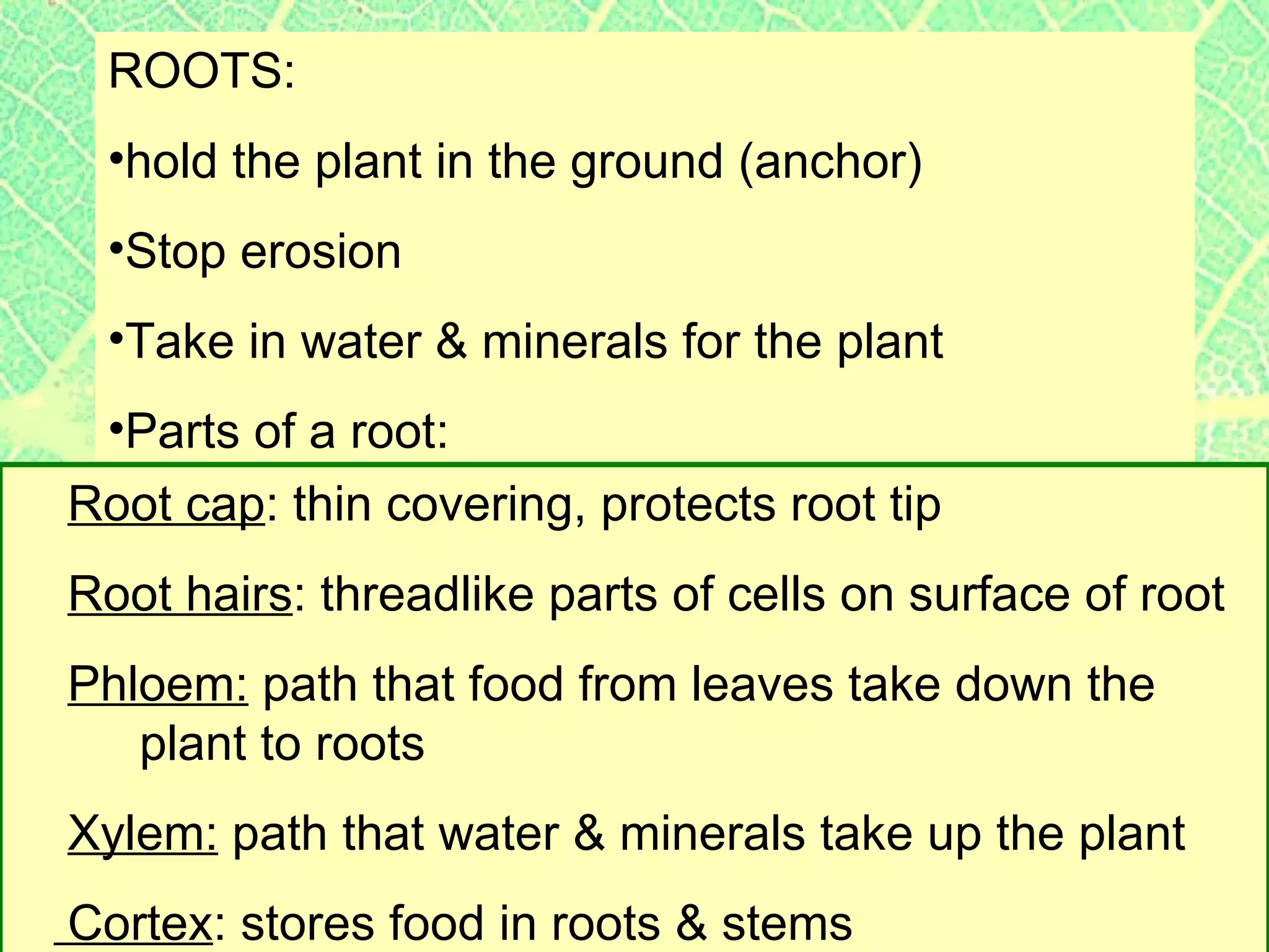 Plants2 plant parts roots & stems, specialized roots, tropisms ...