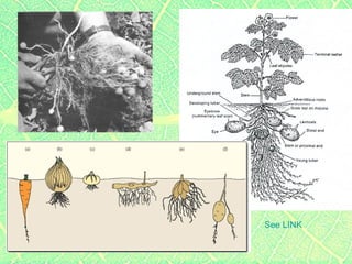 Plants2 plant parts roots & stems, specialized roots, tropisms ...