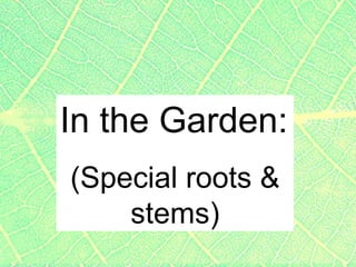 Plants2 plant parts roots & stems, specialized roots, tropisms ...