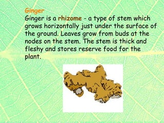 Plants2 plant parts roots & stems, specialized roots, tropisms ...