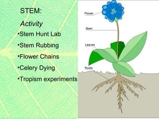 Plants2 plant parts roots & stems, specialized roots, tropisms ...