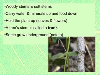 Plants2 plant parts roots & stems, specialized roots, tropisms ...