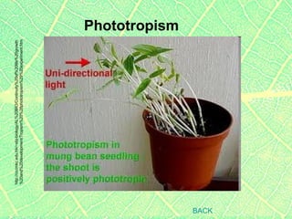 Plants2 plant parts roots & stems, specialized roots, tropisms ...