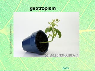 Plants2 plant parts roots & stems, specialized roots, tropisms ...