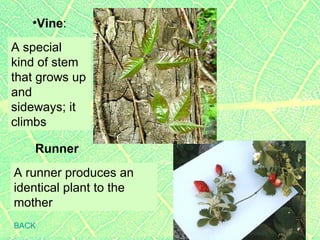 Plants2 plant parts roots & stems, specialized roots, tropisms ...