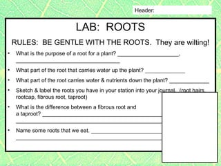 Plants2 plant parts roots & stems, specialized roots, tropisms ...