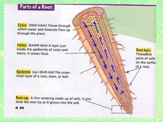 Plants2 plant parts roots & stems, specialized roots, tropisms ...