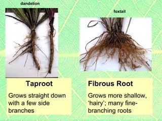 Plants2 plant parts roots & stems, specialized roots, tropisms ...