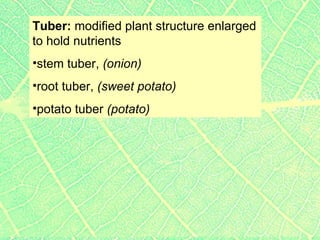 Plants2 plant parts roots & stems, specialized roots, tropisms ...