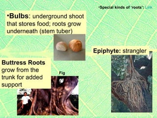 Plants2 plant parts roots & stems, specialized roots, tropisms ...