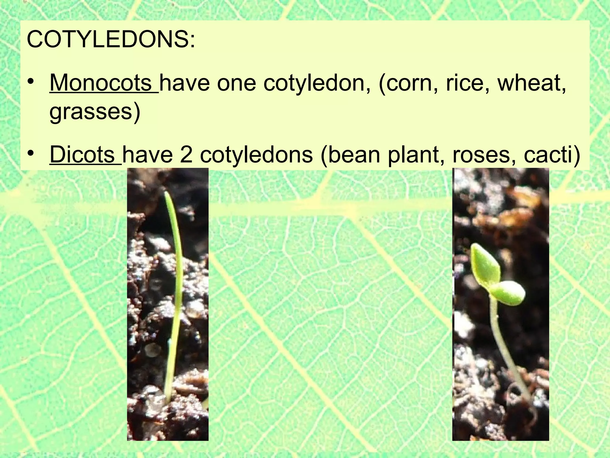 Plants2 plant parts seeds: germination, cotyledons, tropisms, includes ...