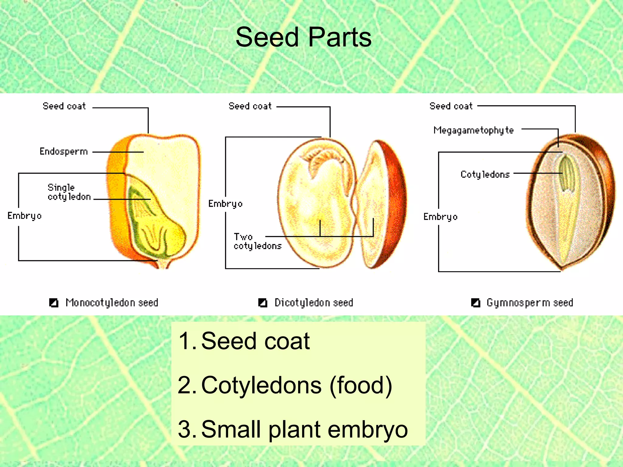 Plants2 plant parts seeds: germination, cotyledons, tropisms, includes ...