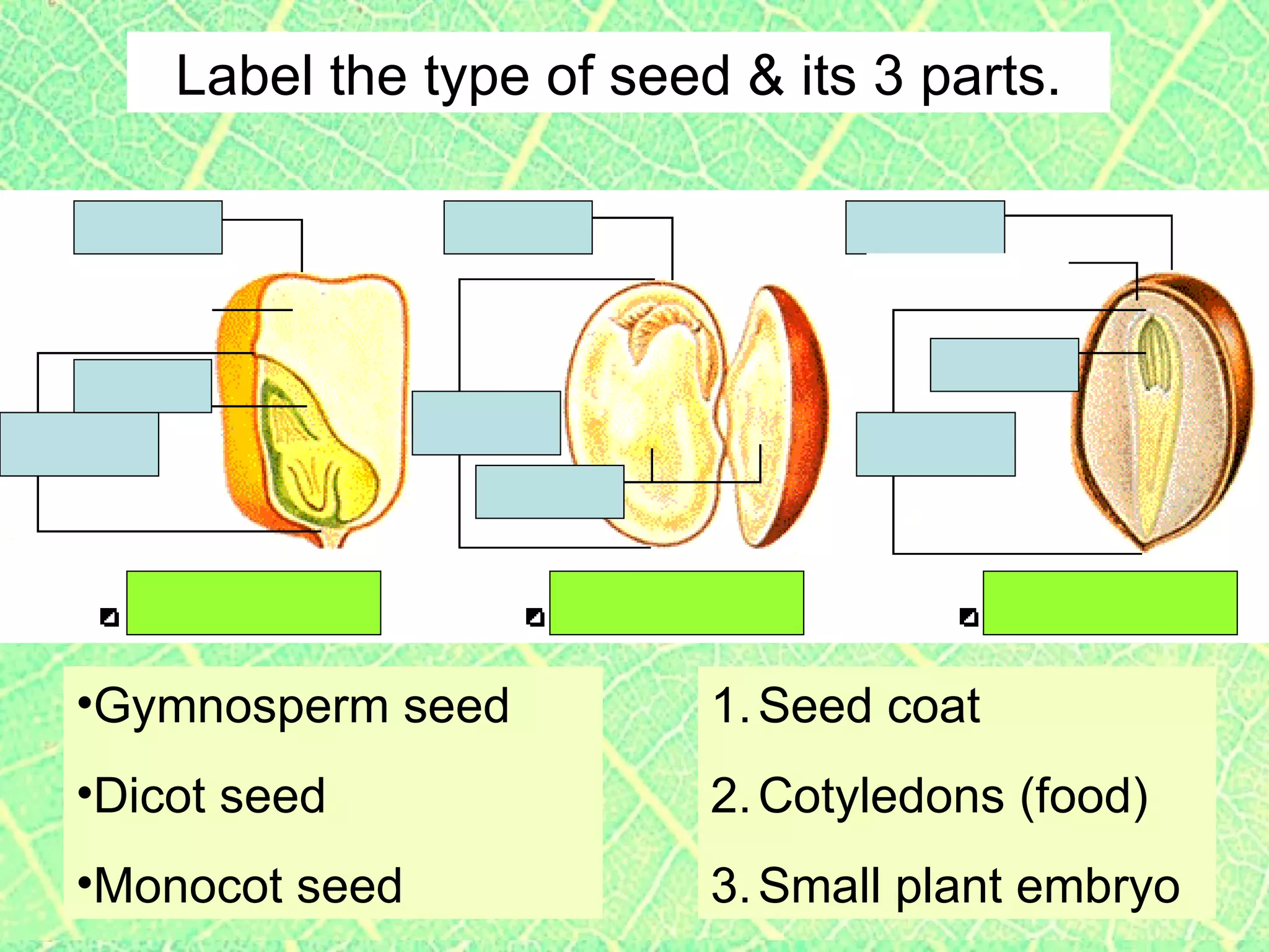 Plants2 plant parts seeds: germination, cotyledons, tropisms, includes ...