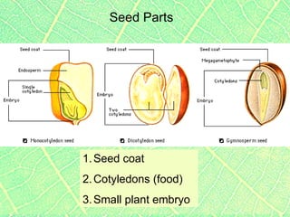Plants2 plant parts seeds: germination, cotyledons, tropisms, includes ...