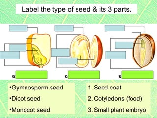 Plants2 plant parts seeds: germination, cotyledons, tropisms, includes ...