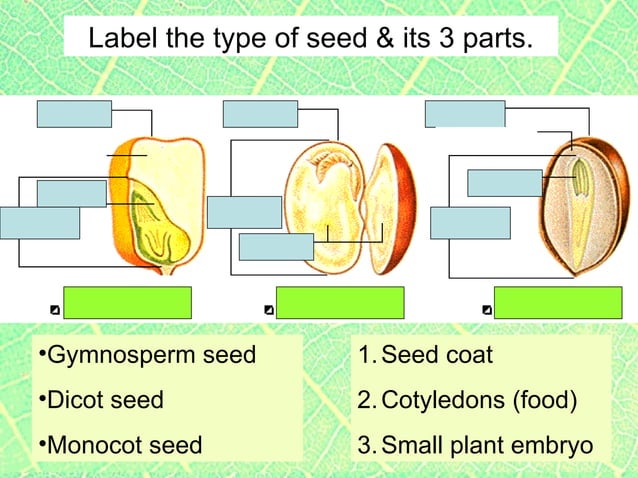 Plants2 plant parts seeds: germination, cotyledons, tropisms, includes ...