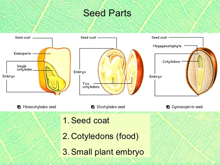 Parts Of A Seed Include Seed Coat Food Store And Embryo Plant