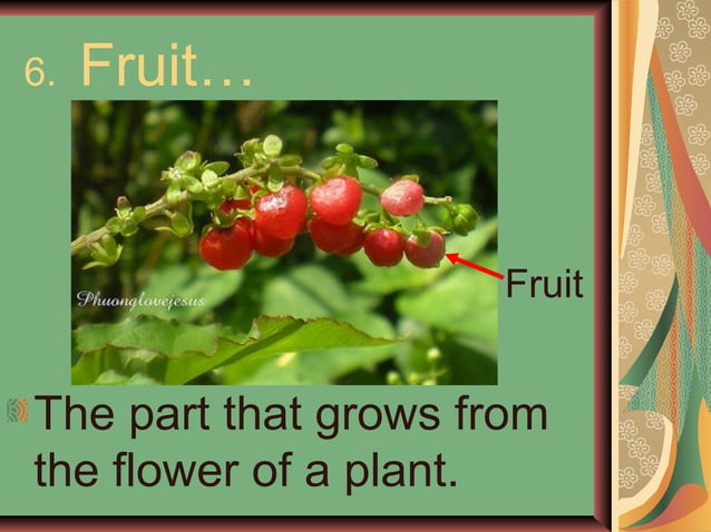Second Grade Science: Plants | PPT