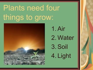 Second Grade Science: Plants | PPT