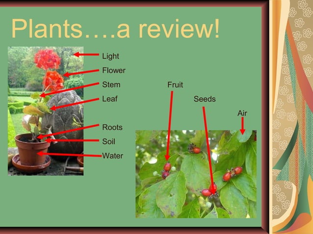 Second Grade Science: Plants | PPT
