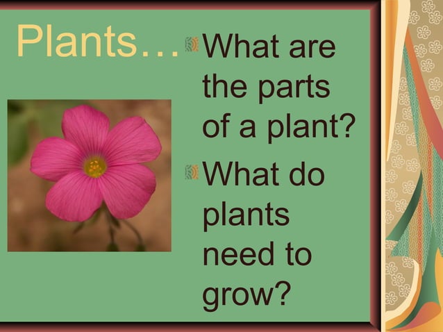 Second Grade Science: Plants | PPT