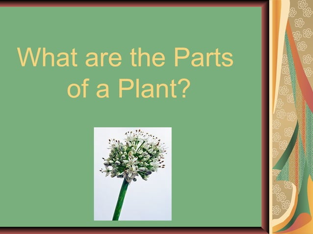 Second Grade Science: Plants | PPT