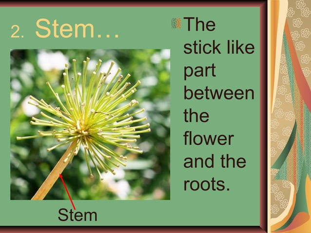 Second Grade Science: Plants | PPT