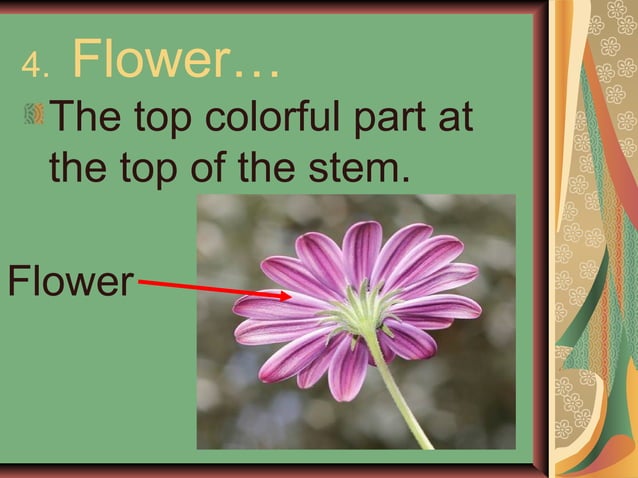 Second Grade Science: Plants | PPT