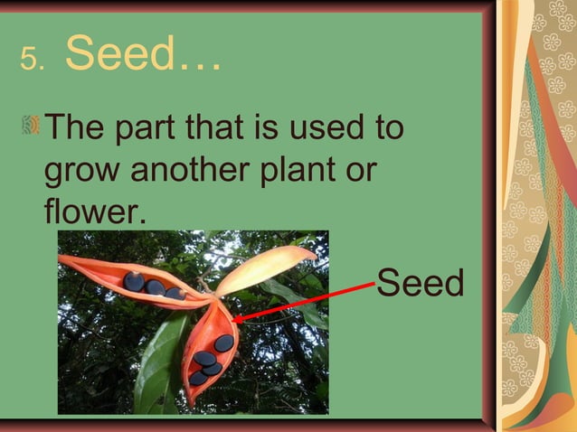 Second Grade Science: Plants | PPT