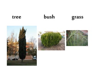 Life cycle of plants | PPT