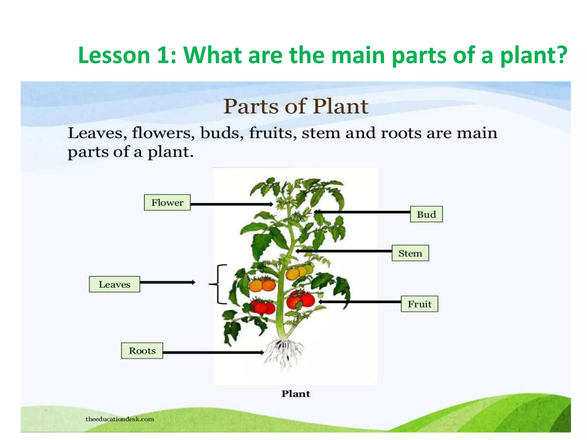 Plants 3rd grade | PPTX