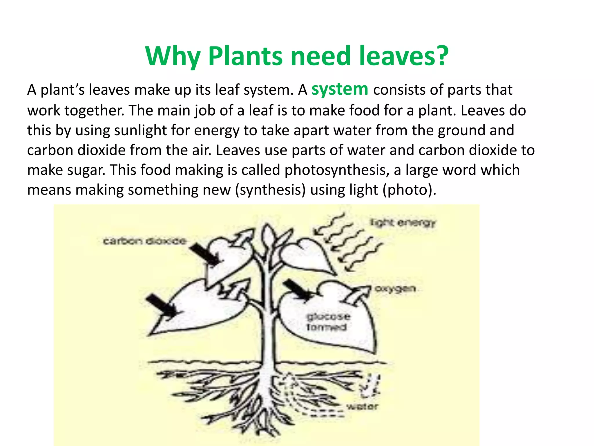 Plants 3rd grade | PPTX