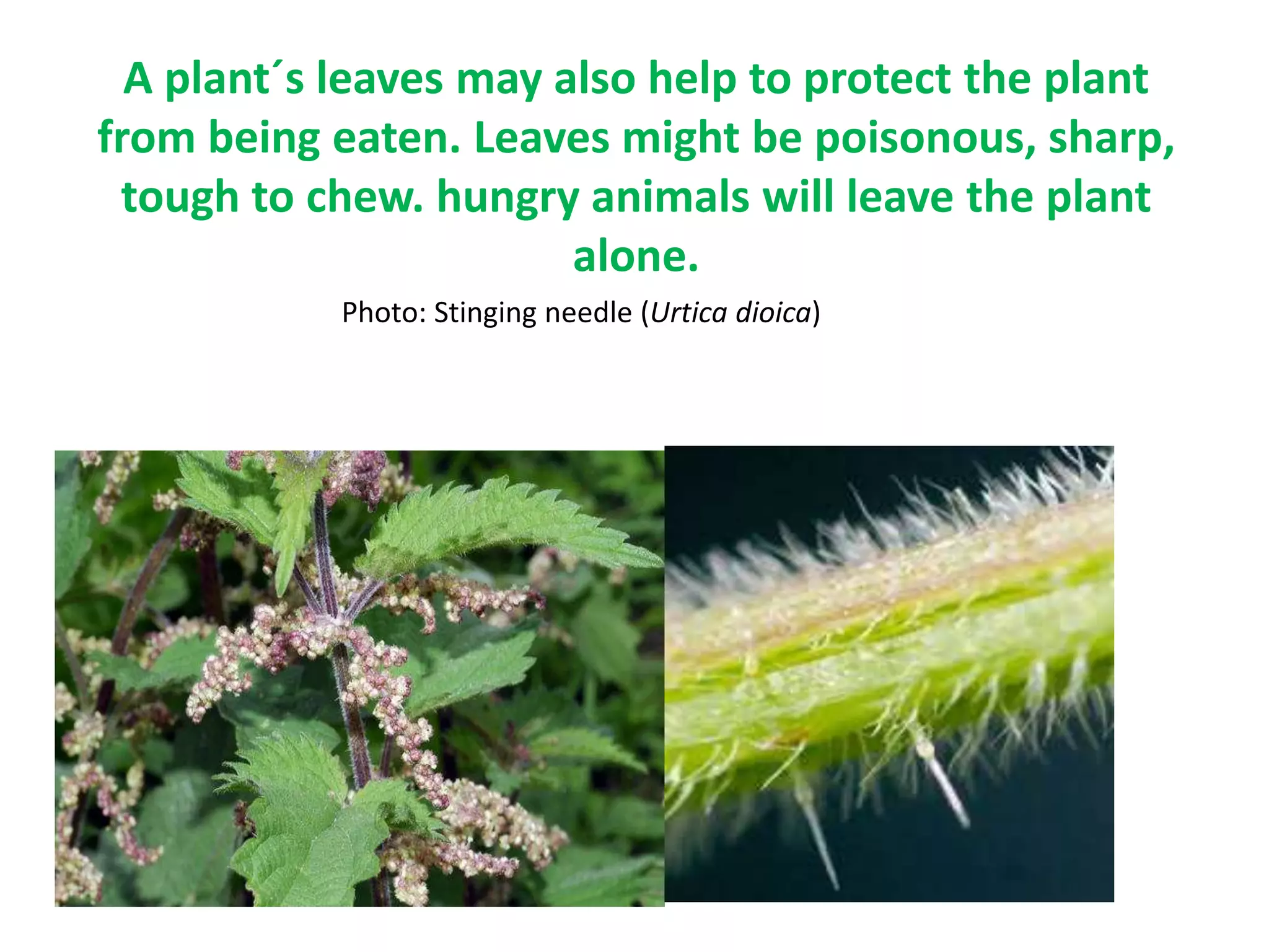 Plants 3rd grade | PPTX