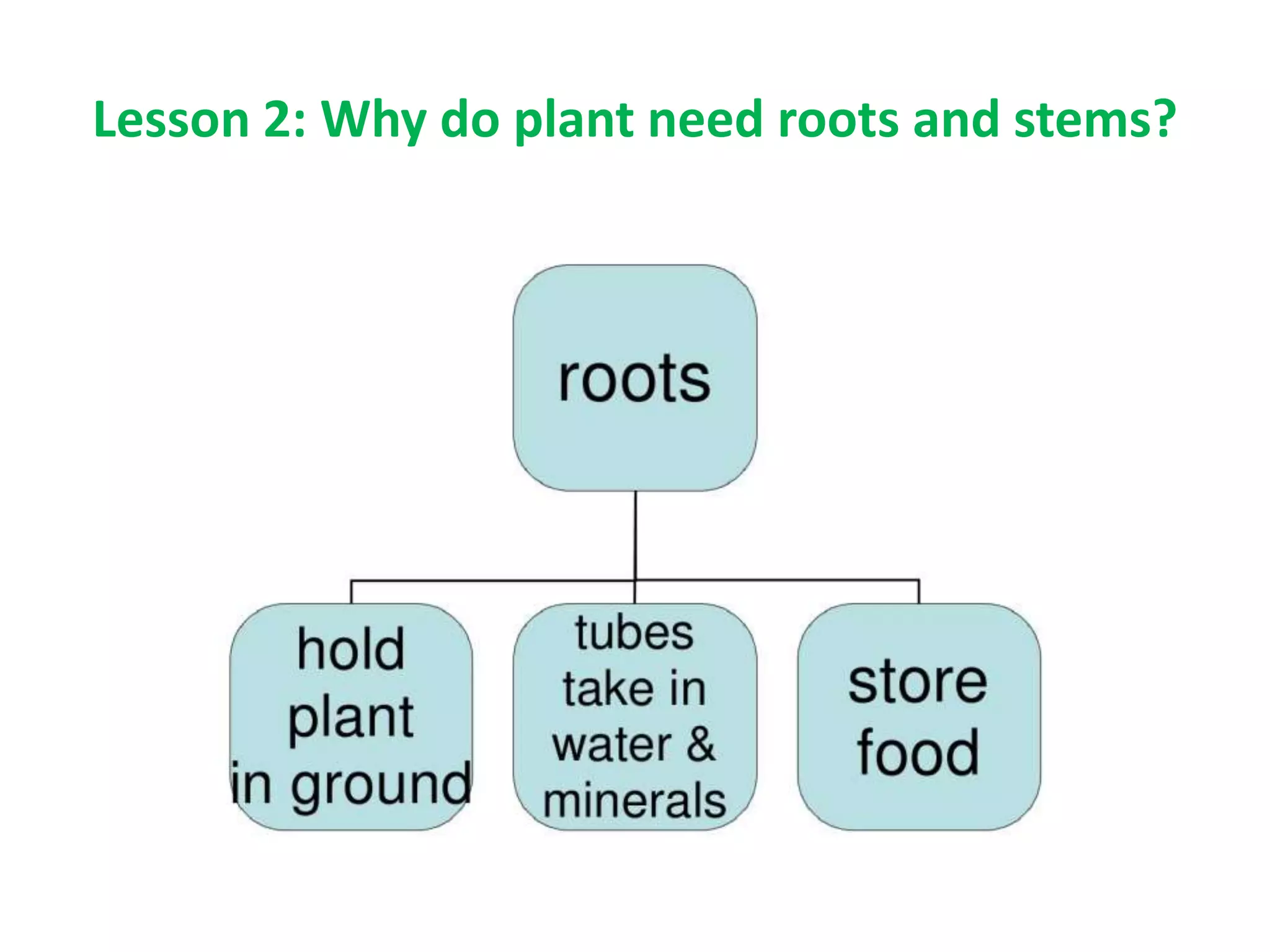 Plants 3rd grade | PPTX