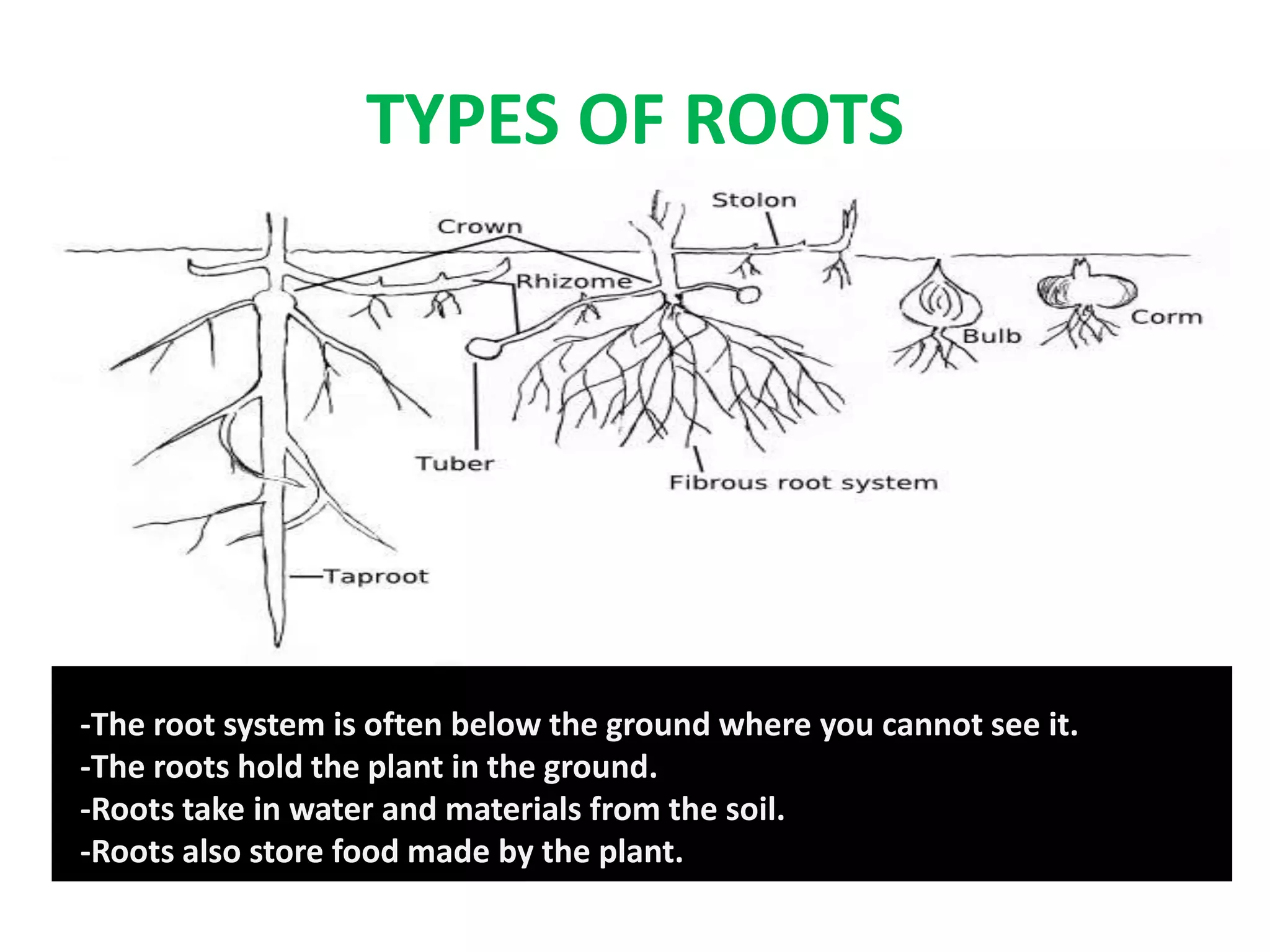 Plants 3rd grade | PPTX