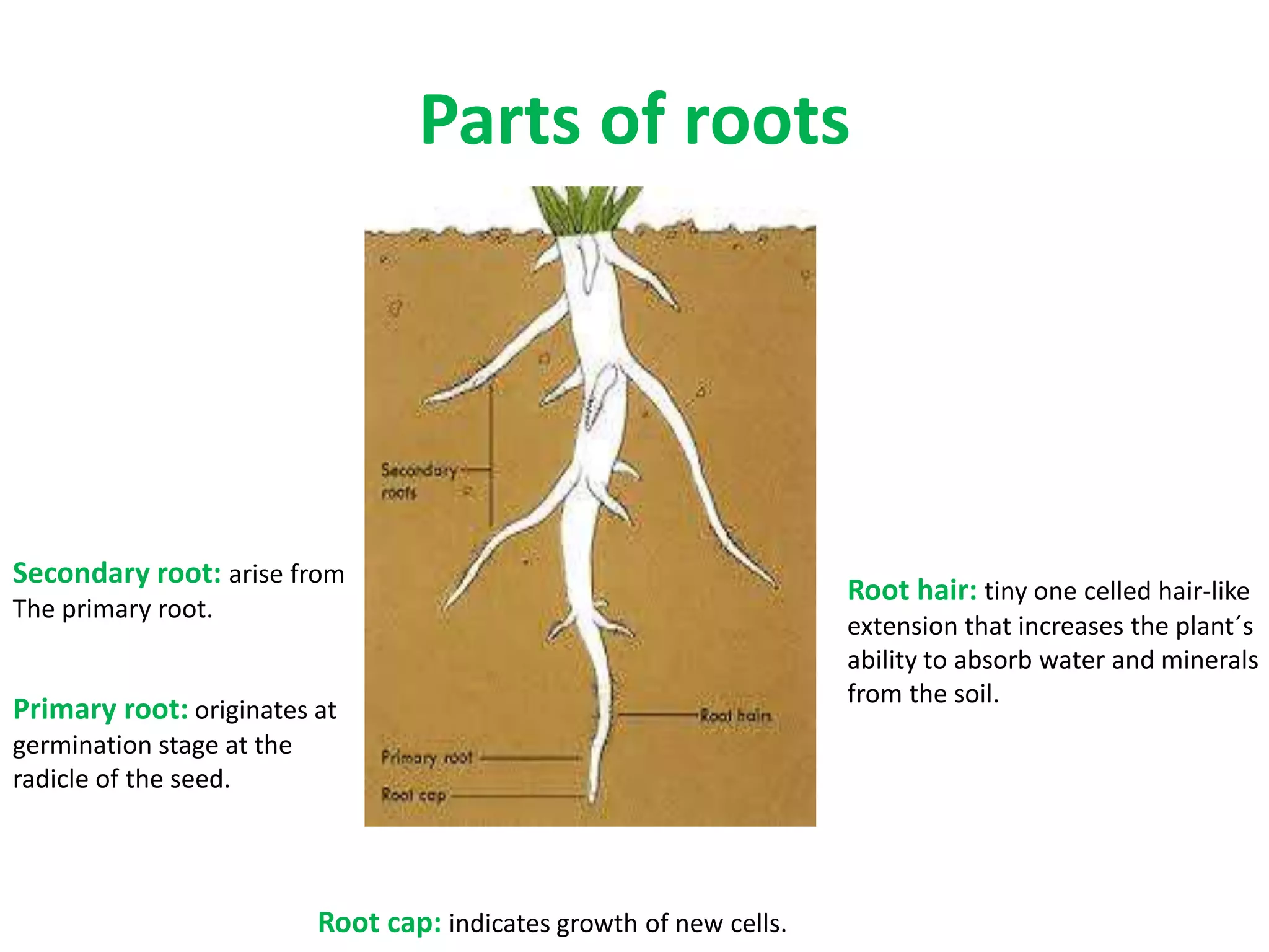 Plants 3rd grade | PPTX