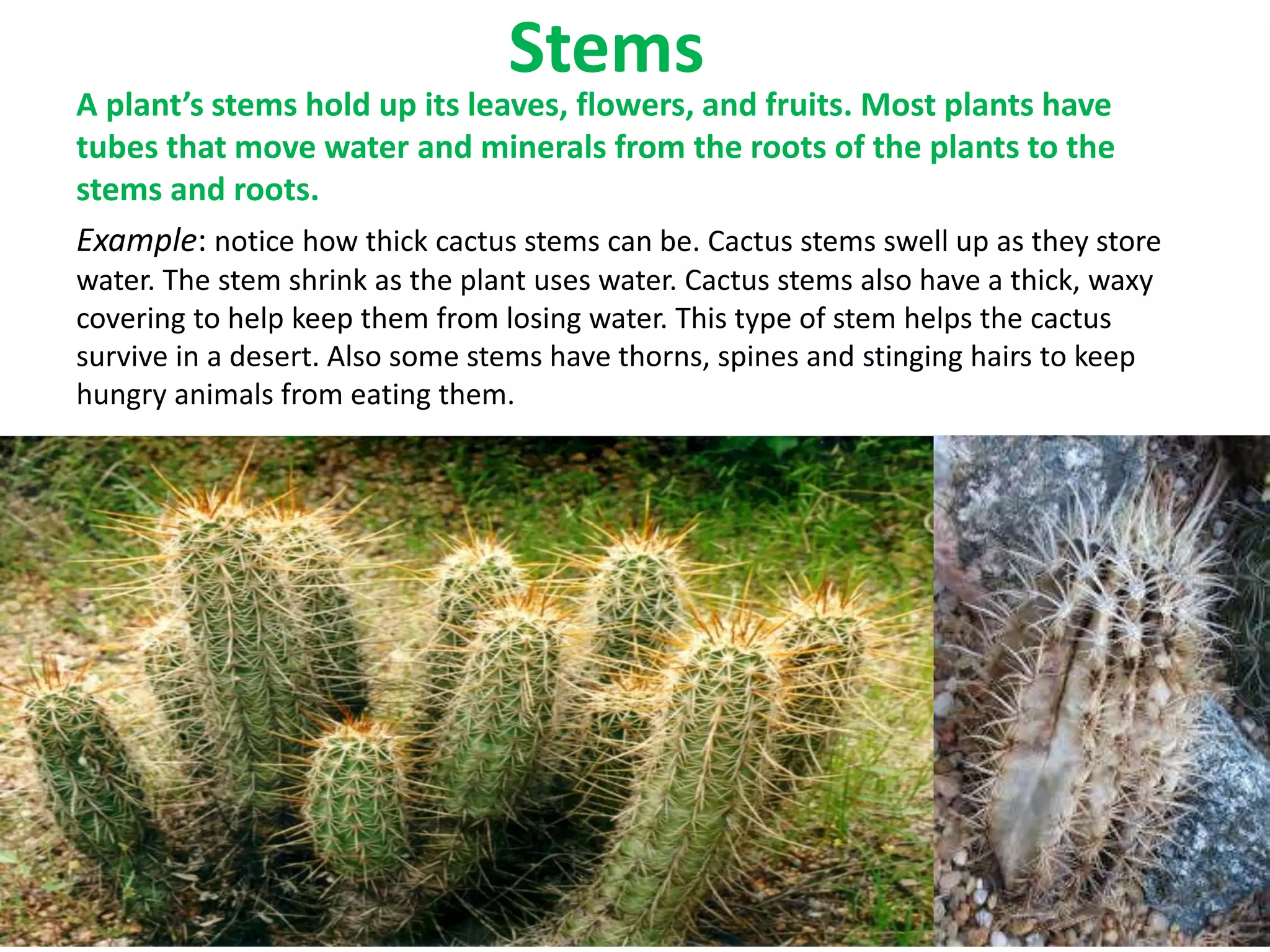 Plants 3rd grade | PPTX