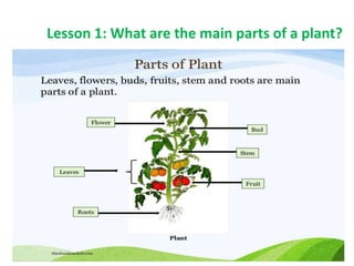 Plants 3rd grade | PPTX
