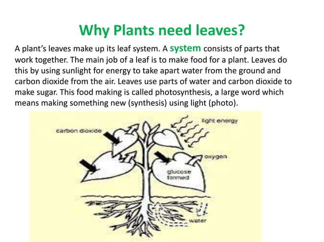 Plants 3rd grade | PPTX