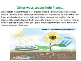 Plants 3rd grade | PPTX