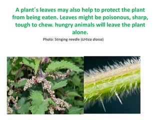 Plants 3rd grade | PPTX