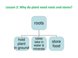 Plants 3rd grade | PPTX