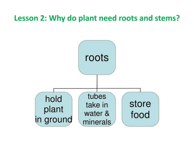 Plants 3rd grade | PPTX