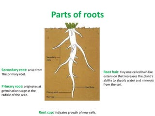 Plants 3rd grade | PPTX